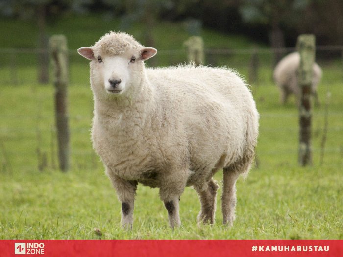 Dolly, Si Domba Kloning Sel Somatik Pertama Di Dunia | Indozone.id