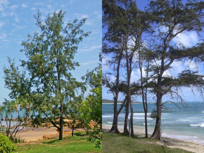 Keberadaan Cemara Laut sebagai Benteng Pelindung Pantai | Indozone.id