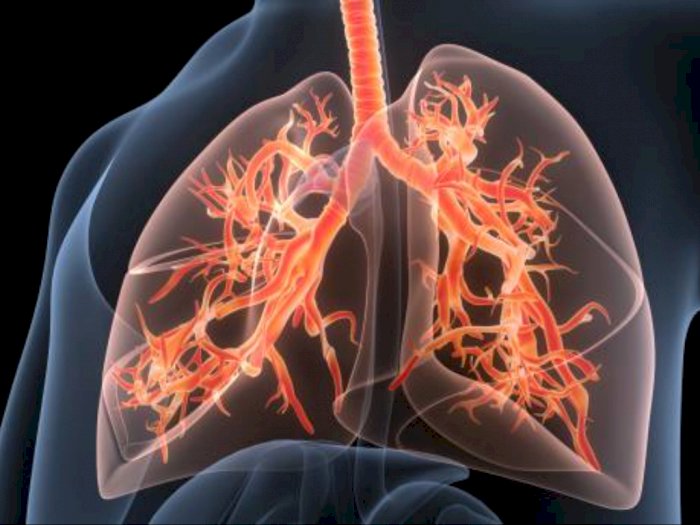 Ilmuwan Tak Sengaja Temukan Bagian Tubuh Terbaru, Ukurannya Kecil ...