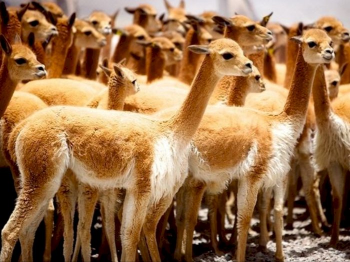 Bukan Domba, Hewan Ini yang Mampu Hasilkan Wol Termahal di Dunia, Hidup ...