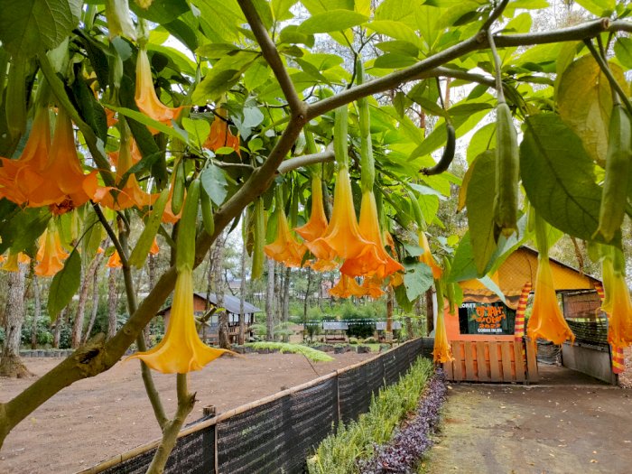 5 Fakta Bunga Trompet yang Mematikan, Semua Bagian Tumbuhan Ini Beracun ...