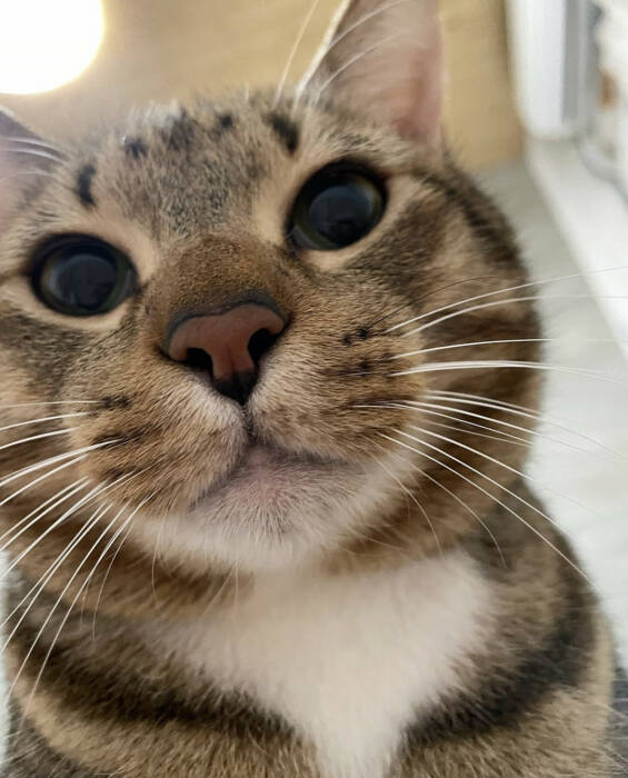 Mengenal 7 Ciri-ciri Kucing Sakit, Cat Lovers Wajib Banget Tahu ...